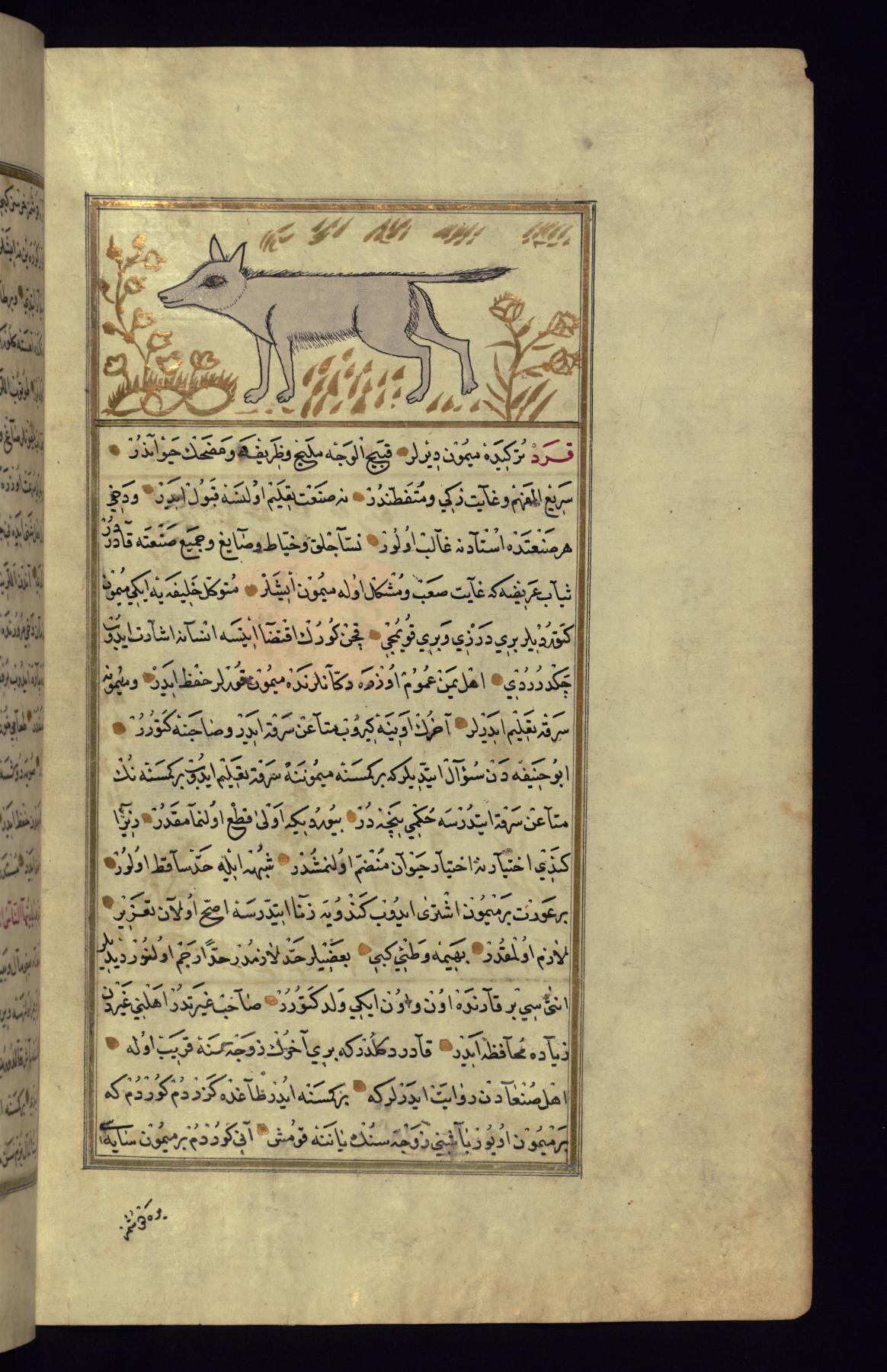 An Ermine | The Walters Art Museum
