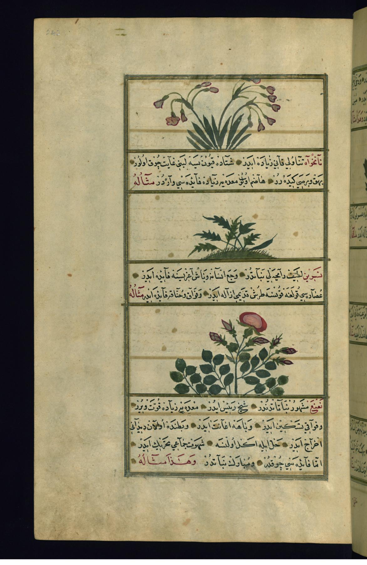 Three Plants: Narcissus (Narjis), Aniseed (Nankhva), and Wild Rose (Nasrin) | The Walters Art Museum