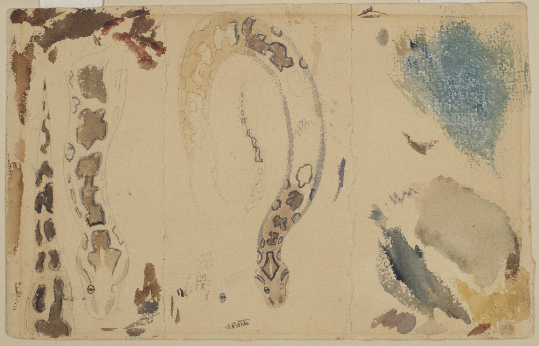 Studies of a Snake's Skin | The Walters Art Museum
